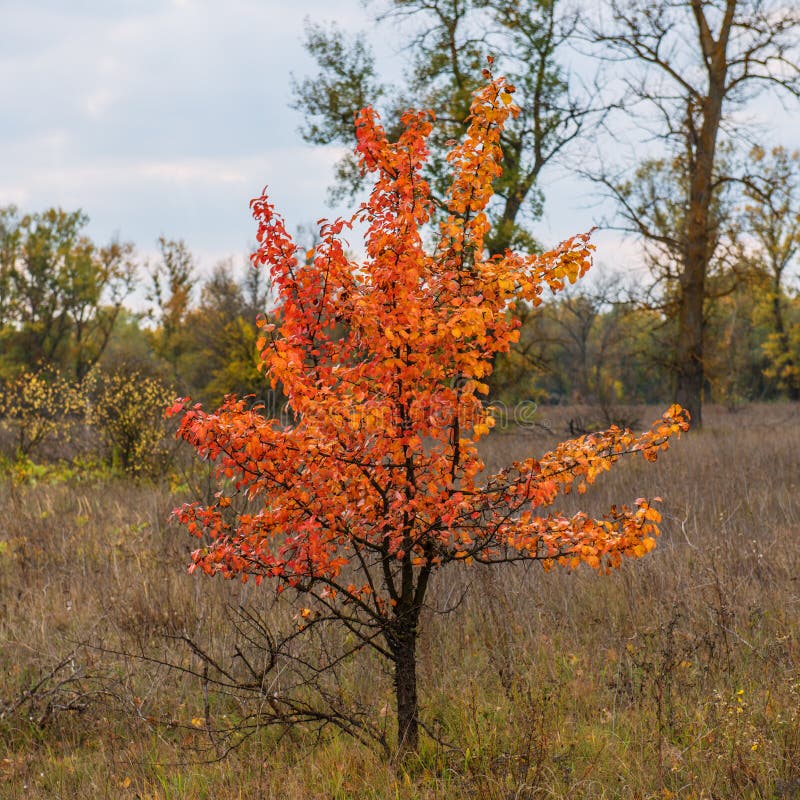 Tree of wild pear stock image. Image of park, tree, season - 77902753