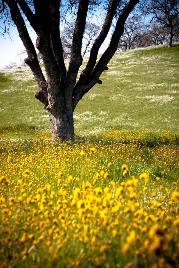 Tree in wildflowers stock image. Image of hills, agriculture - 13049755