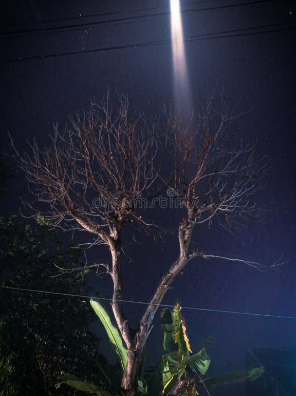 This Tree Will Never Die Even If Pests Attack You Stock Photo - Image ...