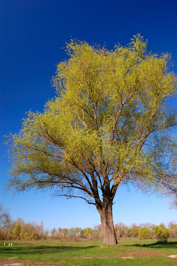 Tree A Willow In The Spring Stock Photo - Image of grass, cleanliness ...