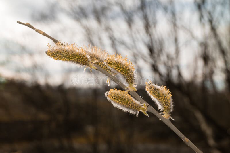 Tree Willow in Spring Forest Blooms Stock Photo - Image of yellow, time ...