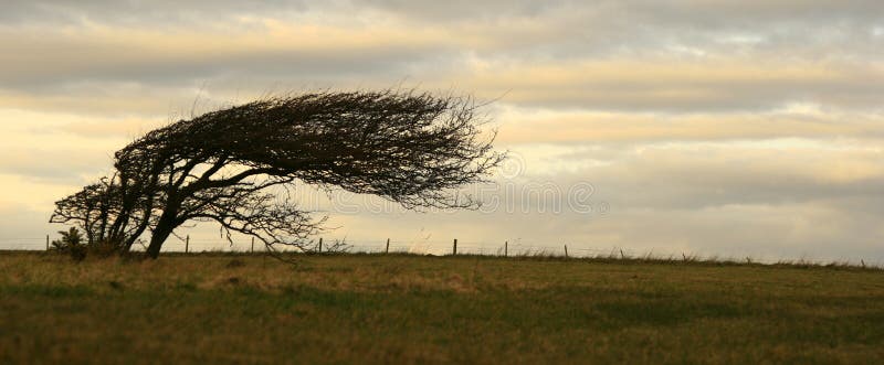 Tree in Wind stock image. Image of weather, tree, weathered - 12375731