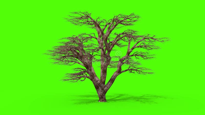 Tree Wind Green Screen 3D Rendering Animation 4K Stock Footage - Video ...