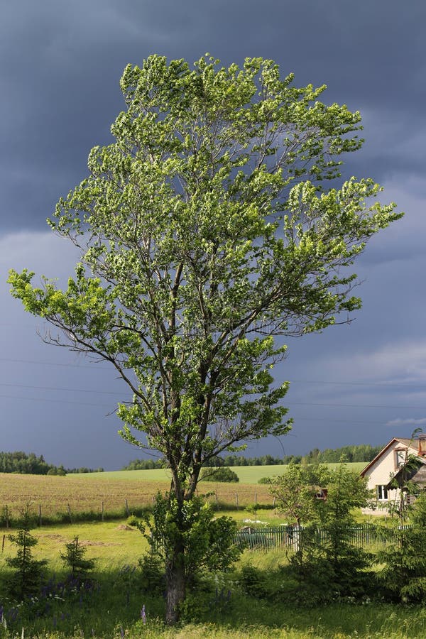 Tree in the wind stock image. Image of plant, gardening - 41584327