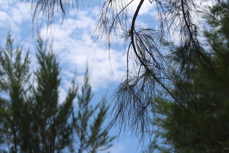 Tree, Wind, Nature and the Blue Sky Stock Image - Image of reflection ...