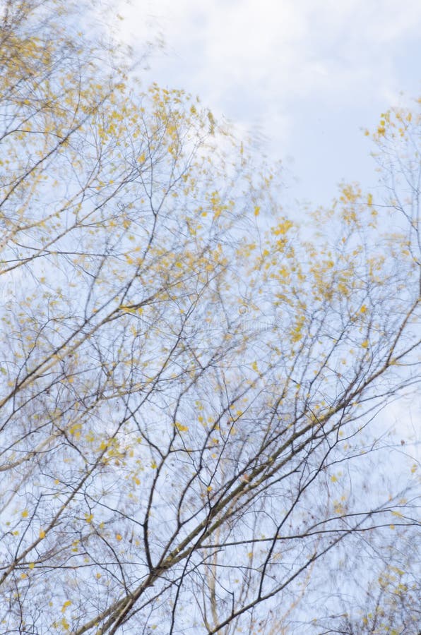 Tree on windy weather stock photo. Image of autumnal - 62044778