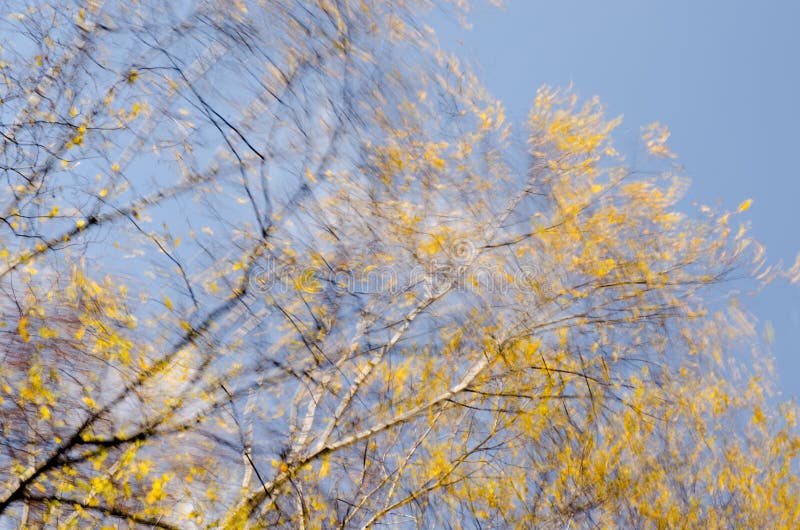 Tree on windy weather stock image. Image of autumn, cloudy - 62044929
