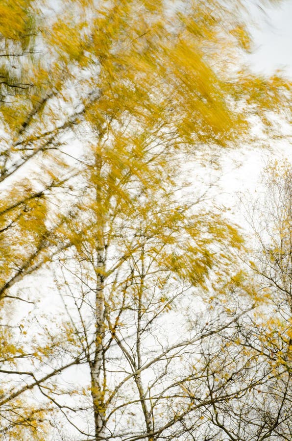 Tree on windy weather stock image. Image of outdoor, strong - 62045255