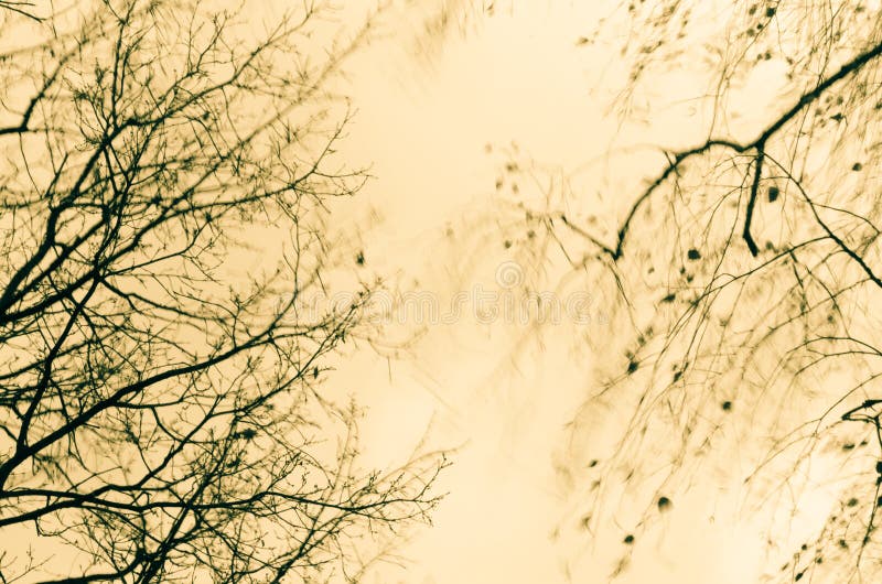 Tree on windy weather stock image. Image of autumn, cloudy - 62044929