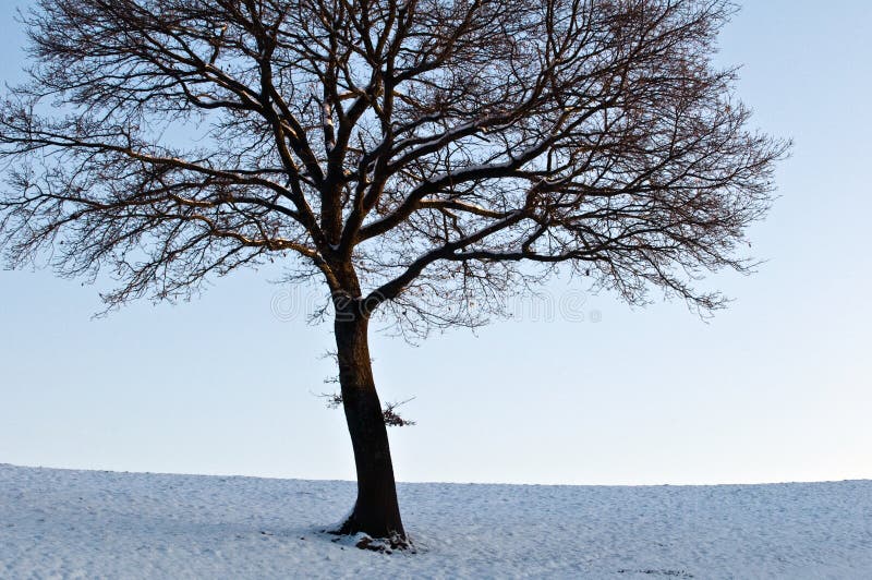 Tree in winter stock photo. Image of natural, white, outdoors - 12227388