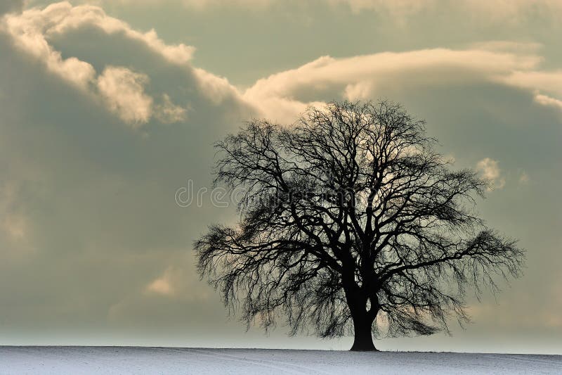 Tree in winter stock photo. Image of horizon, branch - 23336298