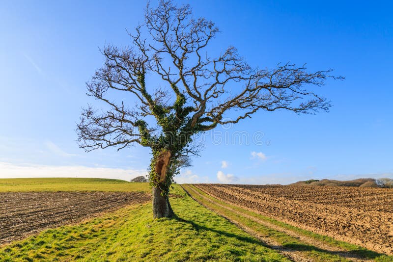 A Tree in Winter stock photo. Image of sunny, clouds - 110382682