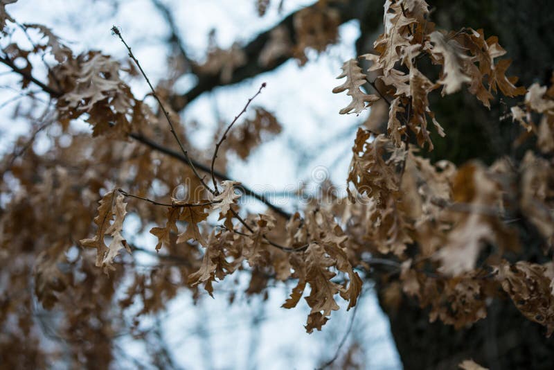 Tree in Winter with Brown Leaves, Quercus Cerris Stock Photo - Image of ...