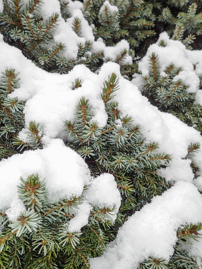 Tree in winter stock image. Image of scene, flake, beautiful - 48583647