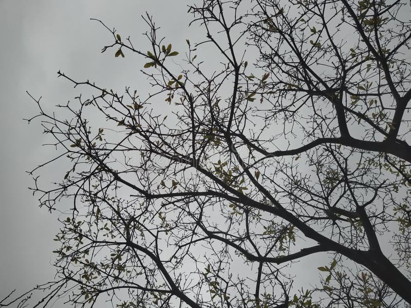 Tree in the winter stock photo. Image of beautiful, mirror - 175662226