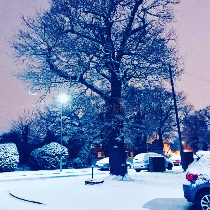A Tree Covered in Snow Just before Sunrise Stock Image - Image of ...