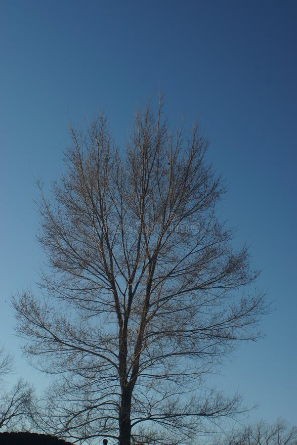 Tree winter dormant stock photo. Image of winter, branches - 112439152