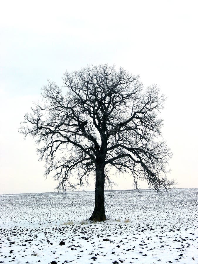 Tree in a winter field 1 stock photo. Image of standalone - 398604