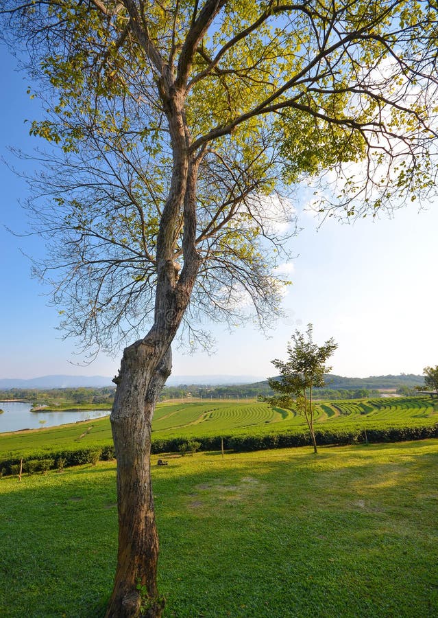 Tree in Winter and Green Tea Plantations. Stock Photo - Image of forest ...
