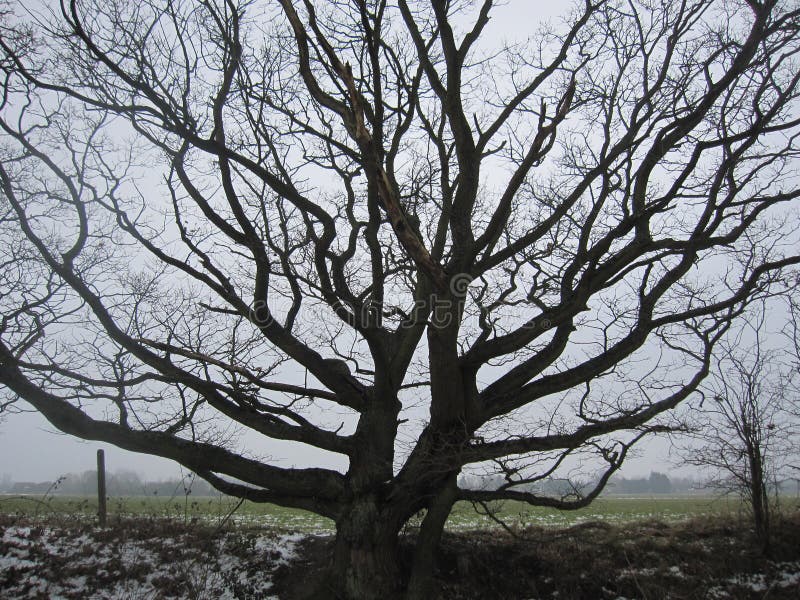 Hardy tree stock image. Image of color, park, cloud, mountains - 6889161