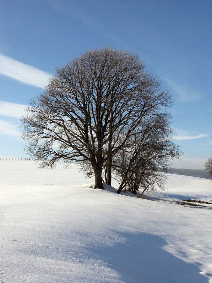 Tree in winter landscape stock photo. Image of white - 17639158
