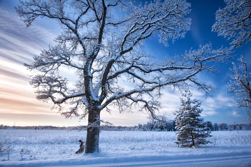 Tree in winter landscape stock photo. Image of single - 61685432