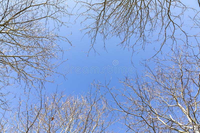 Tree in Winter with Leaveless Branches with Blue Sky Stock Photo ...