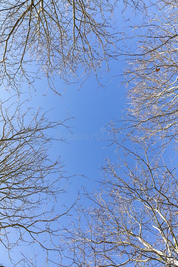 Tree in Winter with Leaveless Branches with Blue Sky Stock Photo ...