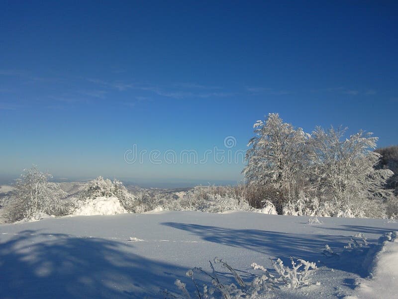 Tree stock image. Image of icee, winter, tree, sneg - 130882327