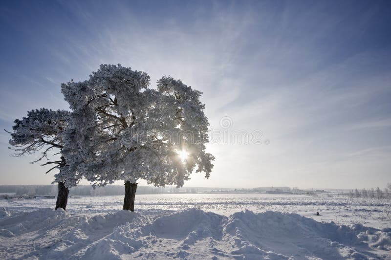 Tree in Winter with Snow Covered Fields Stock Photo - Image of nature ...