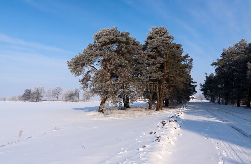 Tree in Winter with Snow Covered Fields Stock Image - Image of natural ...