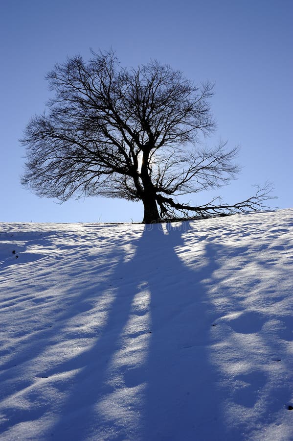 Sun behind the tree stock photo. Image of winter, branch - 17896710