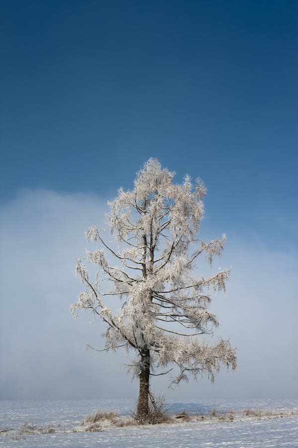 Tree in winter vertical stock image. Image of meadow - 12379939