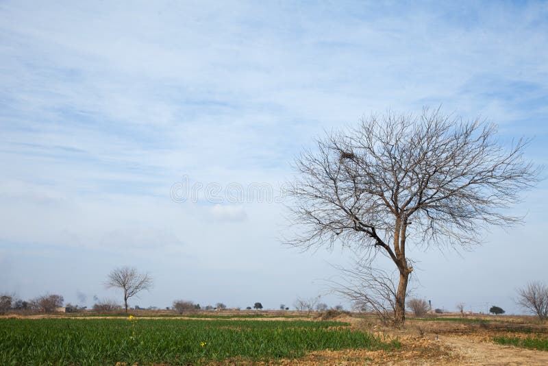 A Tree in Winters with Wheat Crop Stock Photo - Image of wheat, winter ...