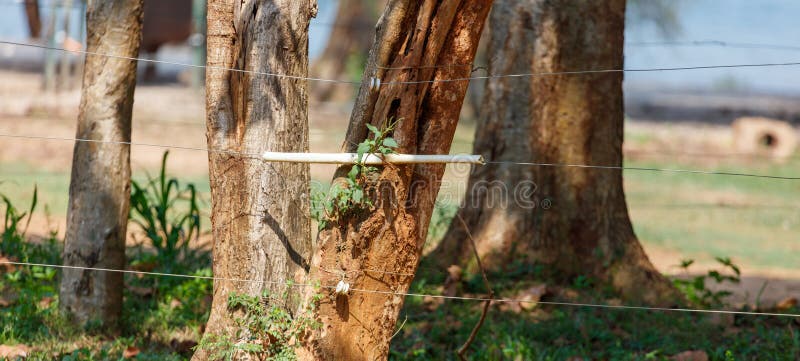 A Tree with a Wire Running through it Stock Photo - Image of season ...
