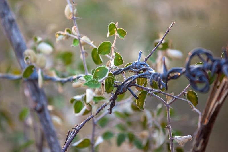 A Tree with a Wire Wrapped Around it Stock Photo - Image of sunlight ...