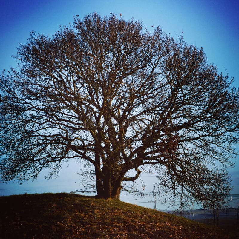 Tree of wisdom stock photo. Image of season, colors, ancient - 48127830