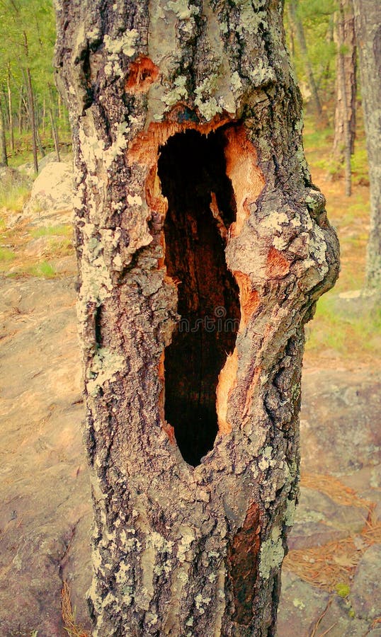 Tree of Wisdom stock image. Image of phtot, droplets - 95236215