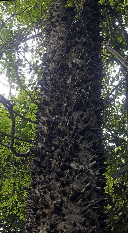 Tree Withe Spikes, Garden R Oute, South Africa Stock Photo - Image of ...
