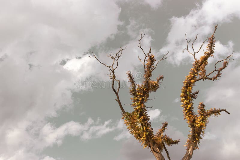 Tree with Withered Branches with Plants on it on Blue Sky in Himalayas ...