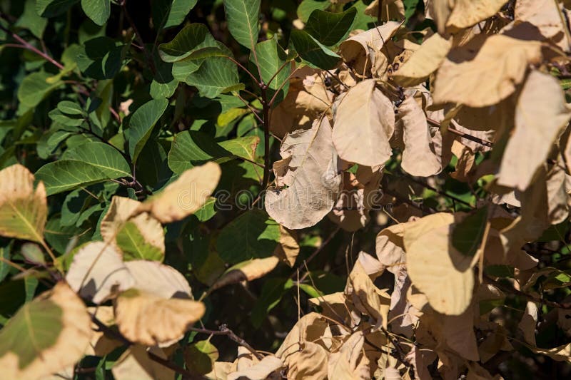 Tree with Withered Leaves Seen Up Close Stock Photo - Image of light ...