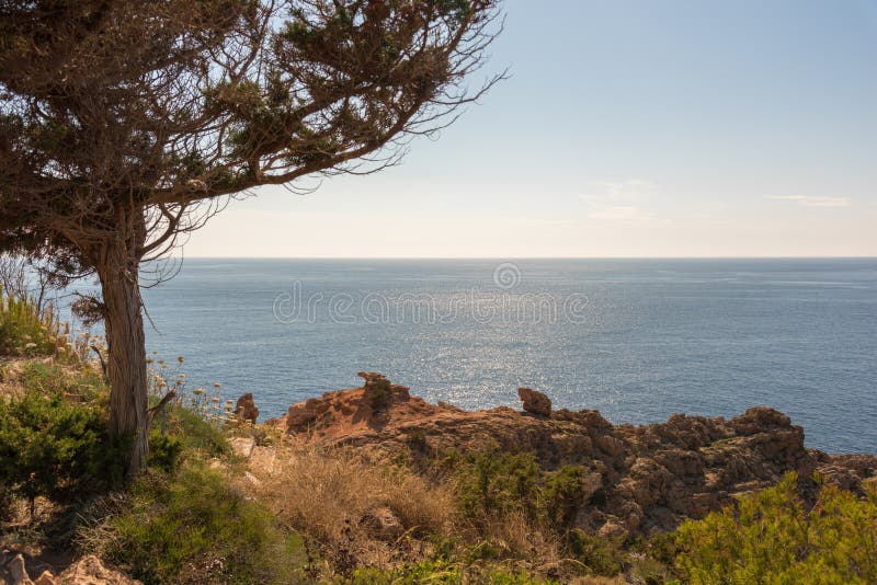 A Tree with a Wonderful View Stock Photo - Image of flora, juniperus ...