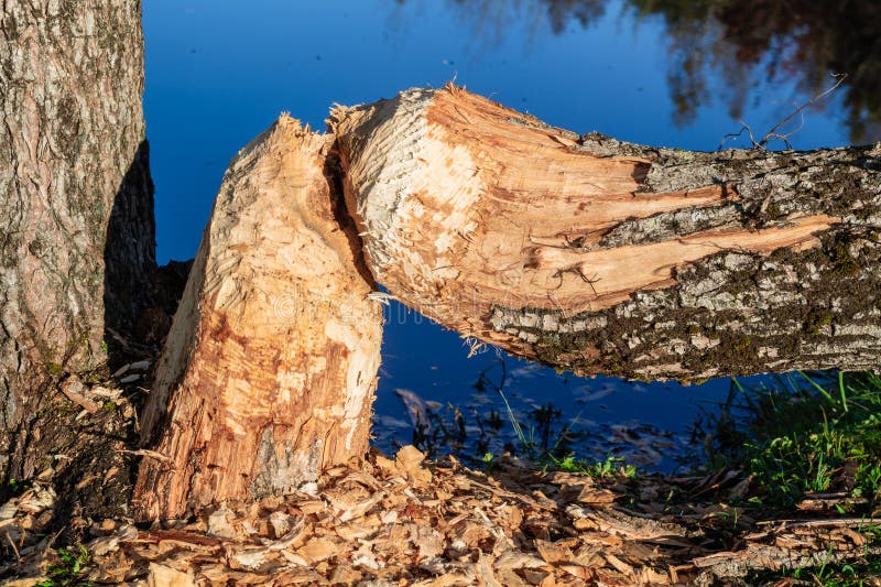 Tree Felled by Beaver stock image. Image of fallen, nature - 293819151