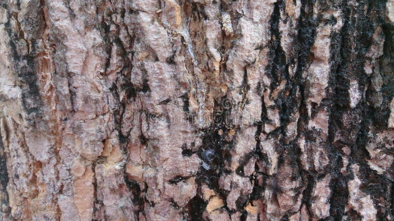 Tree Wood Detail Texture and Background Stock Image - Image of forestry ...