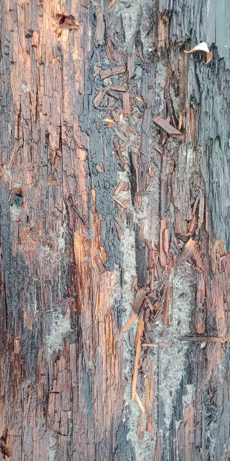 Tree wood forest textures stock photo. Image of texture - 128496724