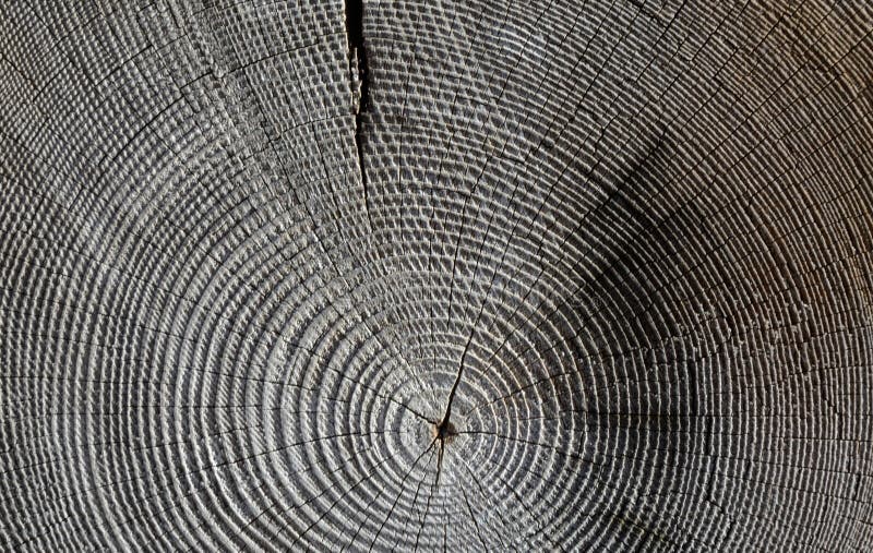Tree, Wood, Line, Texture Picture. Image: 99004712