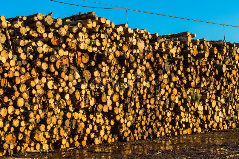 Tree Wood Logs Stacked stock image. Image of thousands - 28838761