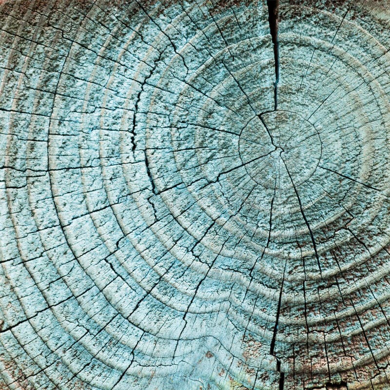 Tree wood rings stock photo. Image of bark, growth, natural - 57458446
