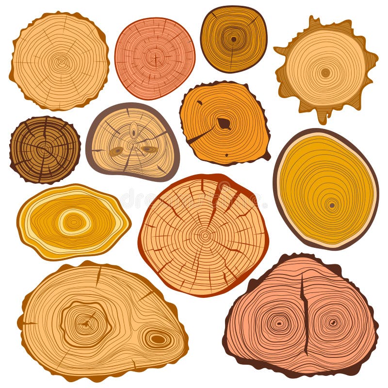 Tree Wood Slices Vector Set Stock Vector - Illustration of concentric ...