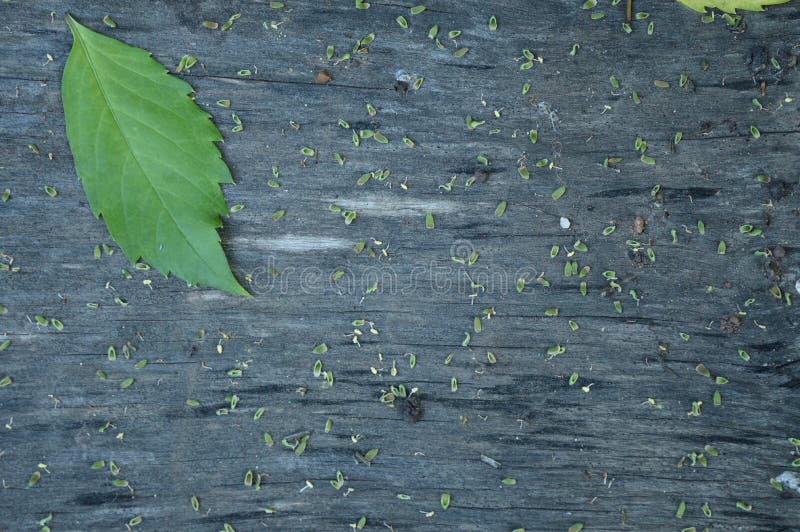 Tree Wood Texture Greenery Beauty Stock Image - Image of beauty, focus ...